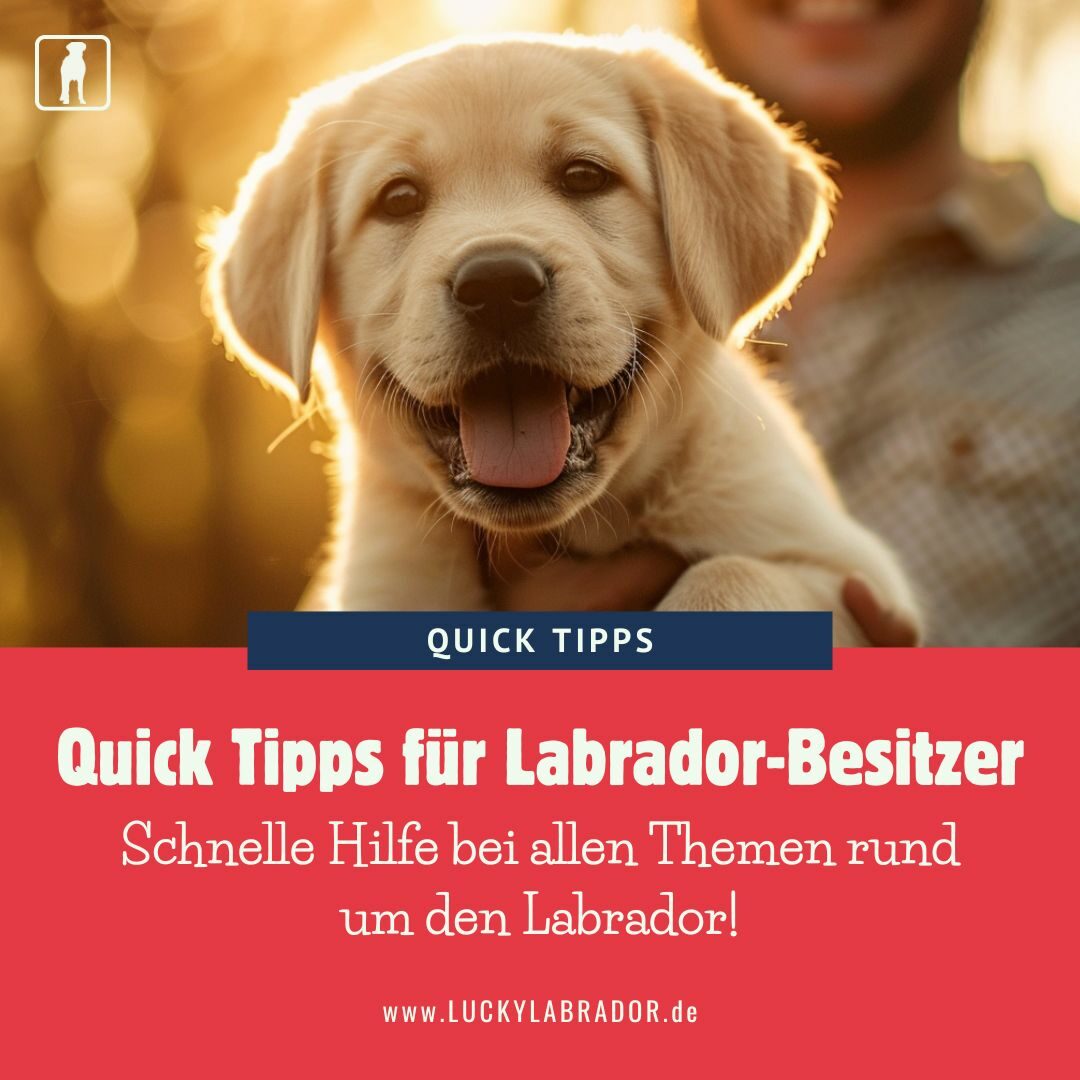 Der ultimative Ratgeber über Labrador Retriever | LUCKY LABRADOR